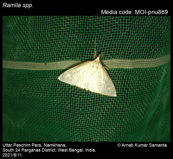 Ramila spp. | Moths
